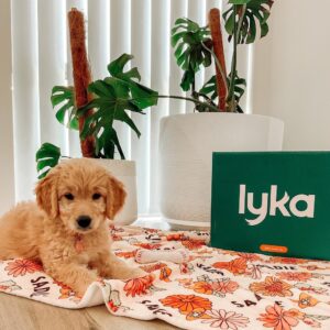 Lyka Pet Food Review - Must Read This Before Buying