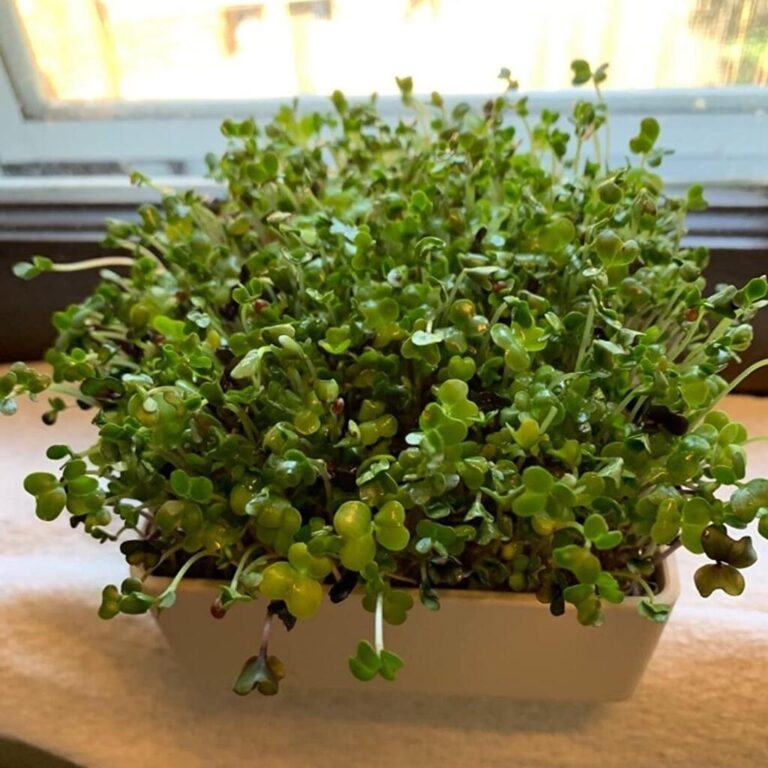 Urban Leaf Review: The Ultimate Guide to Indoor Gardening - Must Read ...