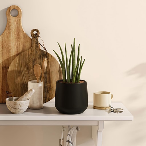 Easy Plant.com Review: A Comprehensive Look at the Online Plant Store ...