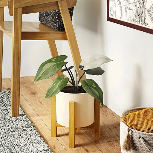 Easy Plant.com Review: A Comprehensive Look at the Online Plant Store ...