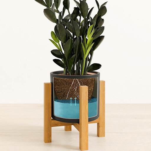 Easy Plant.com Review: A Comprehensive Look at the Online Plant Store ...