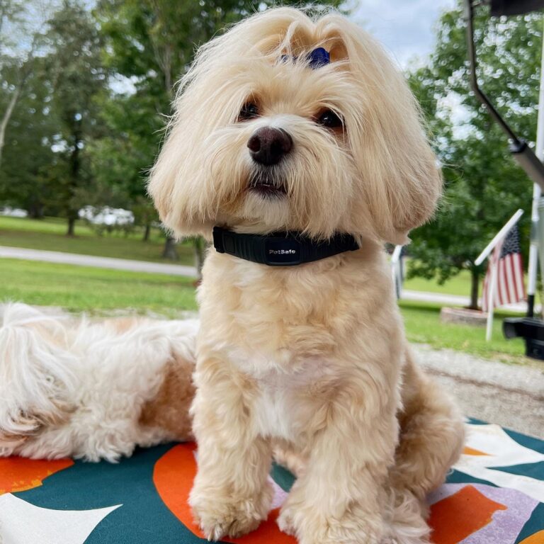 PetSafe® NanoBark™ Collar Review - Must Read This Before Buying