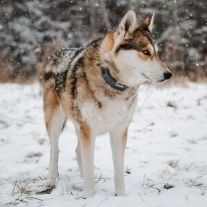 Halo Collar vs. SpotOn Review - Must Read This Before Buying