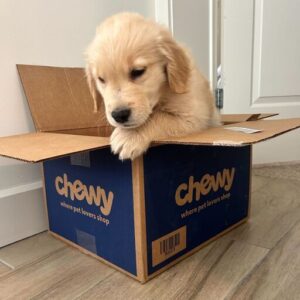 Chewy Canada Review - Must Read This Before Buying