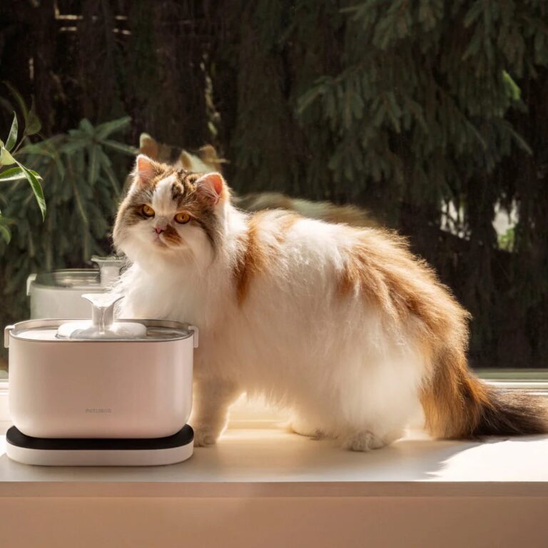 Petlibro Review: Can They Make Pet Care Easier? Here's What We Found ...