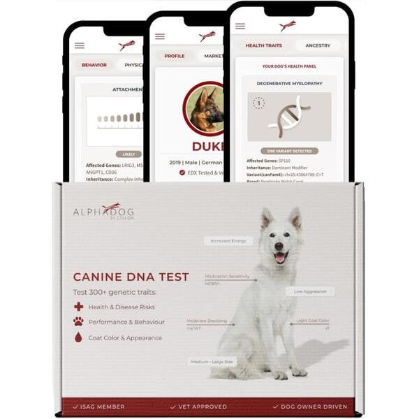 10 Best Dog DNA Test Kit for Accurate Breed and Health Insights - Must ...